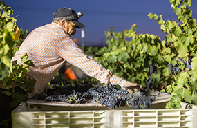 Winemaking - Concannon Vineyard